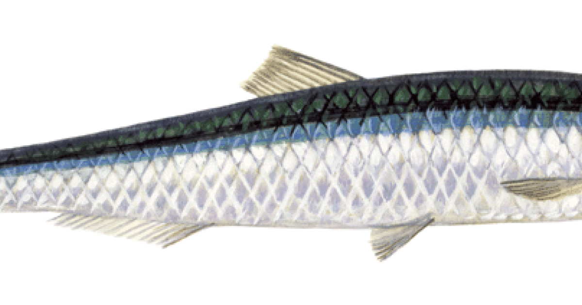 Sardelle im WWF Einkaufsratgeber: Stammt Sardelle aus nachhaltiger Quelle?