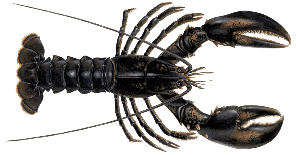 Homard dans le guide d'achat WWF: Homard de source durable?