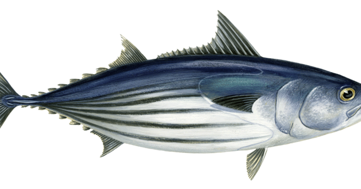 Thunfisch, Echter Bonito, Skipjack im WWF Einkaufsratgeber: Stammt ...
