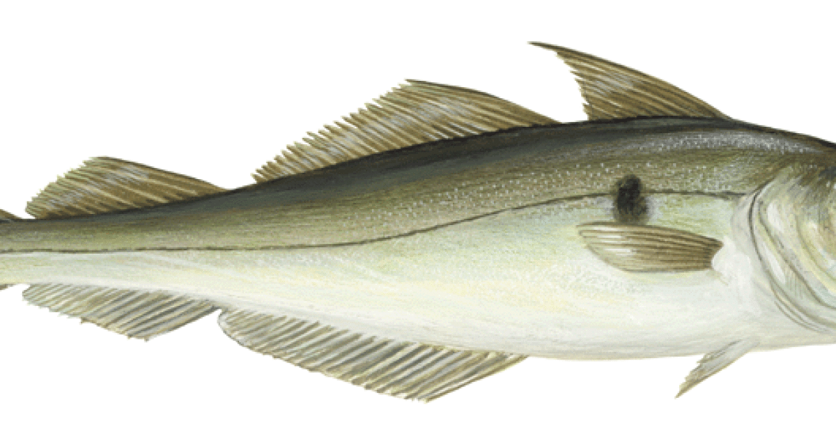 Schellfisch im WWF Einkaufsratgeber: Stammt Schellfisch aus ...
