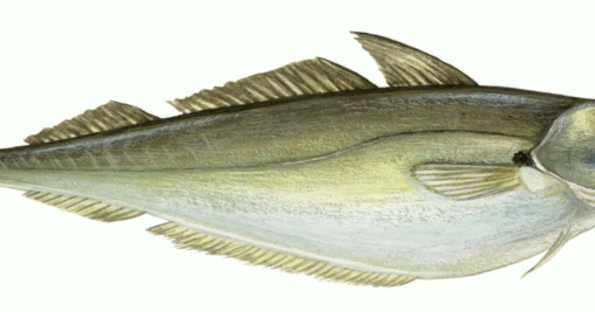 Wittling, Merlan im WWF Einkaufsratgeber: Stammt Wittling, Merlan aus ...