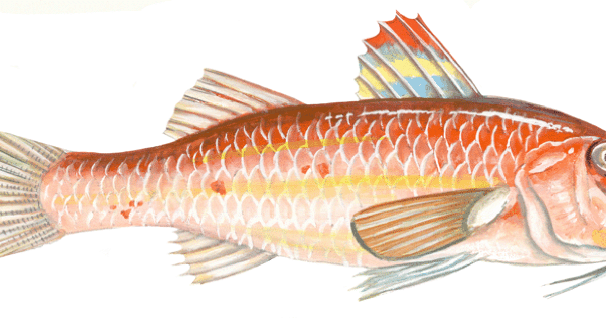 Rotbarbe, Streifenbarbe im WWF Einkaufsratgeber: Stammt Rotbarbe ...