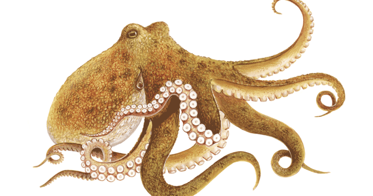Oktopus im WWF Einkaufsratgeber: Stammt Oktopus aus nachhaltiger Quelle?
