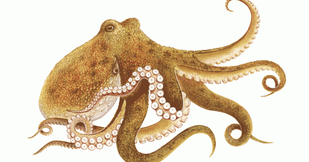 Oktopus im WWF Einkaufsratgeber: Stammt Oktopus aus nachhaltiger Quelle?