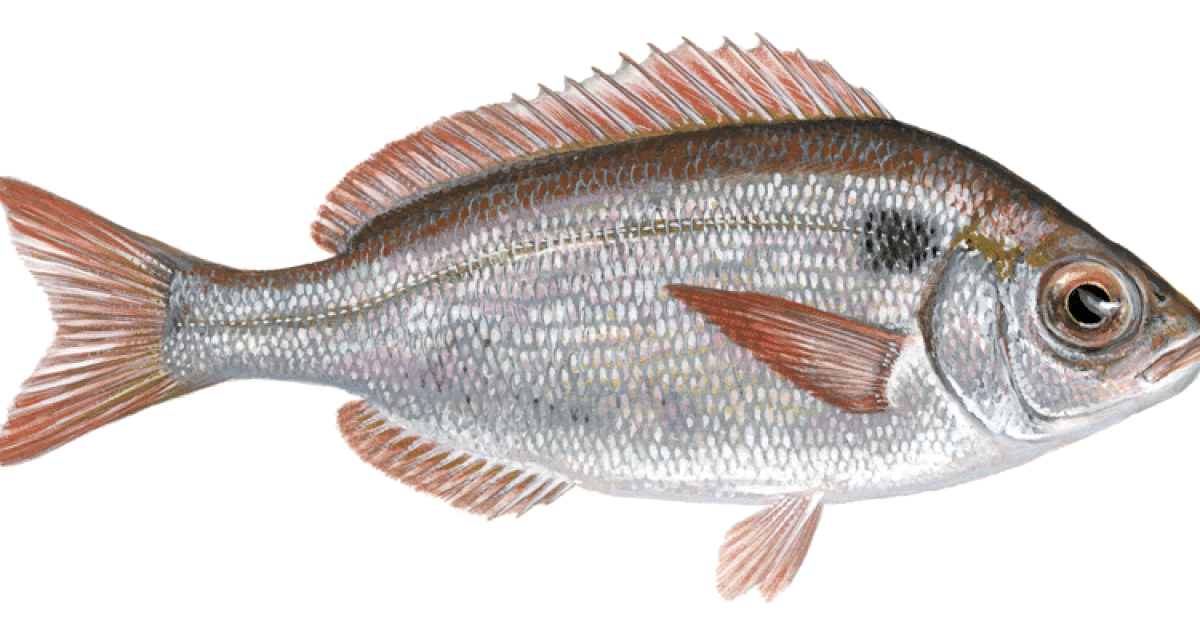 Pageot dans le guide d'achat WWF: Pageot de source durable?