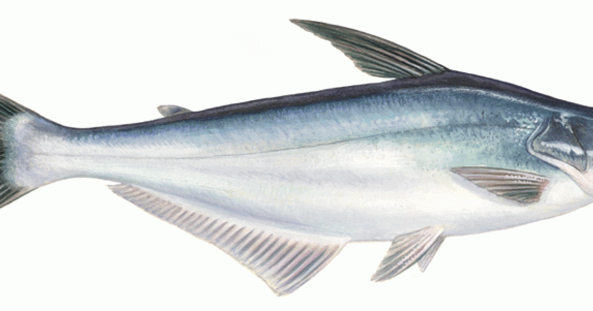 Pangasius, Haiwels im WWF Einkaufsratgeber: Stammt Pangasius, Haiwels ...