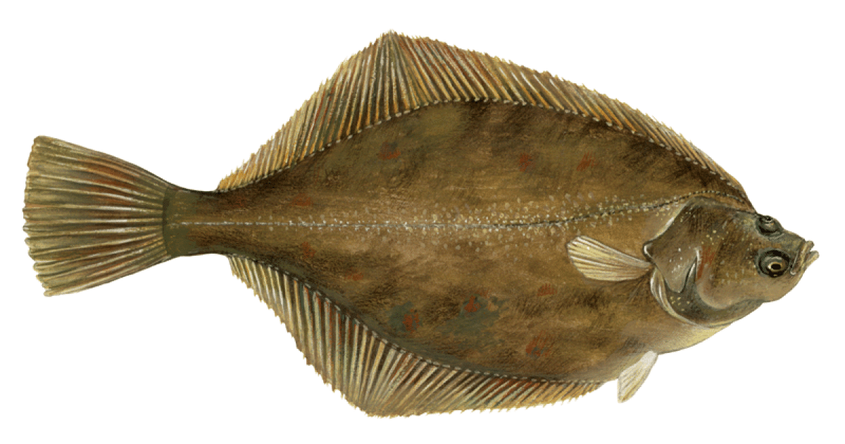 Flunder im WWF Einkaufsratgeber: Stammt Flunder aus nachhaltiger Quelle?