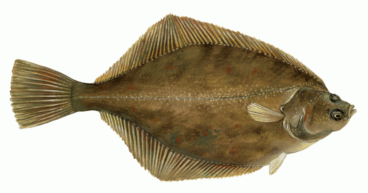 Flunder im WWF Einkaufsratgeber: Stammt Flunder aus nachhaltiger Quelle?