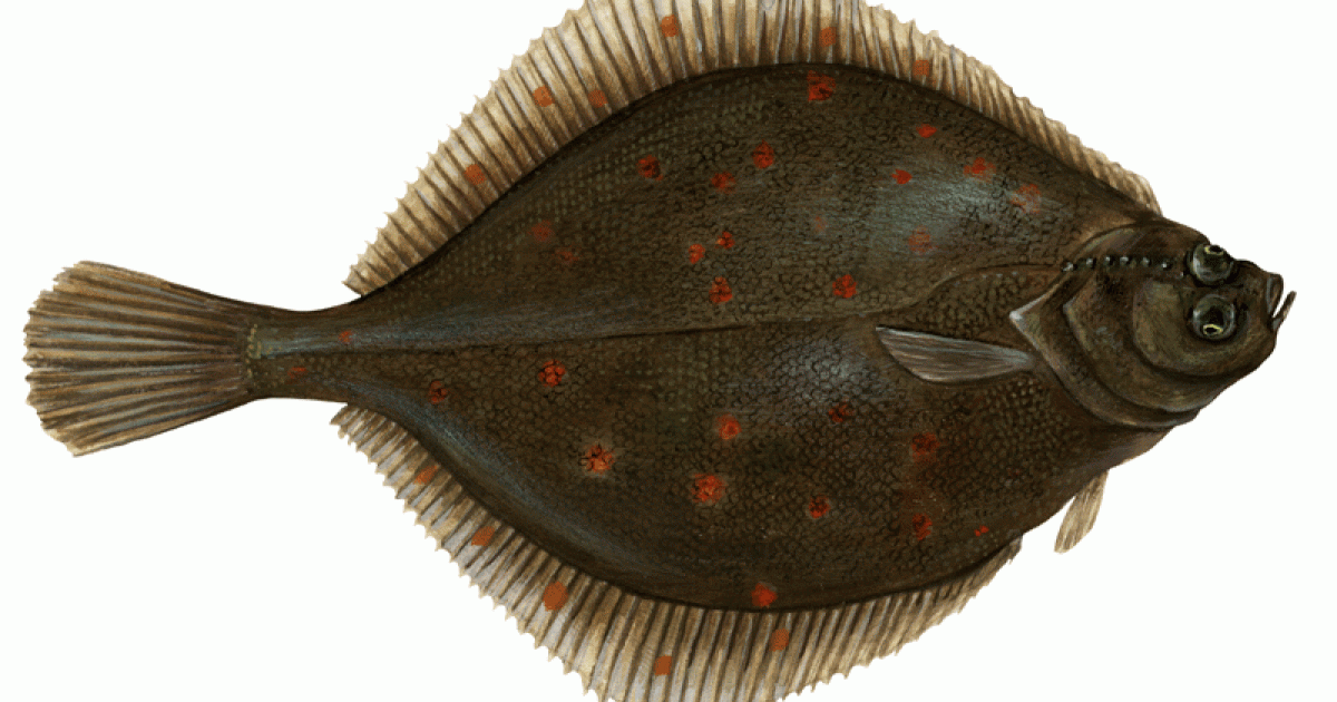 Scholle, Goldbutt im WWF Einkaufsratgeber: Stammt Scholle, Goldbutt aus ...