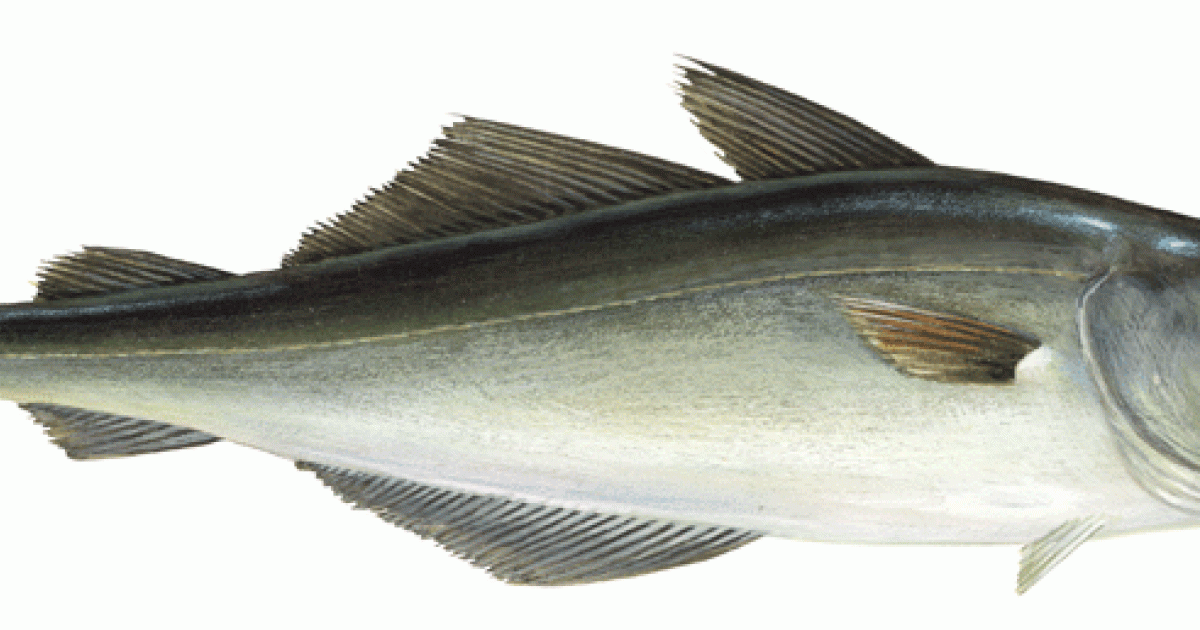 Seelachs, Köhler im WWF Einkaufsratgeber: Stammt Seelachs, Köhler aus ...