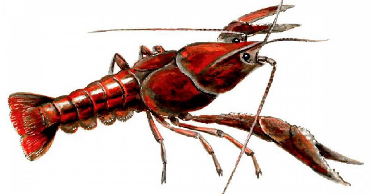 Louisiana Flusskrebs, Roter Sumpfkrebs im WWF Einkaufsratgeber: Stammt ...