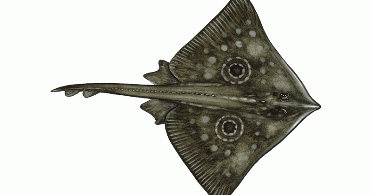 Rochen im WWF Einkaufsratgeber: Stammt Rochen aus nachhaltiger Quelle?