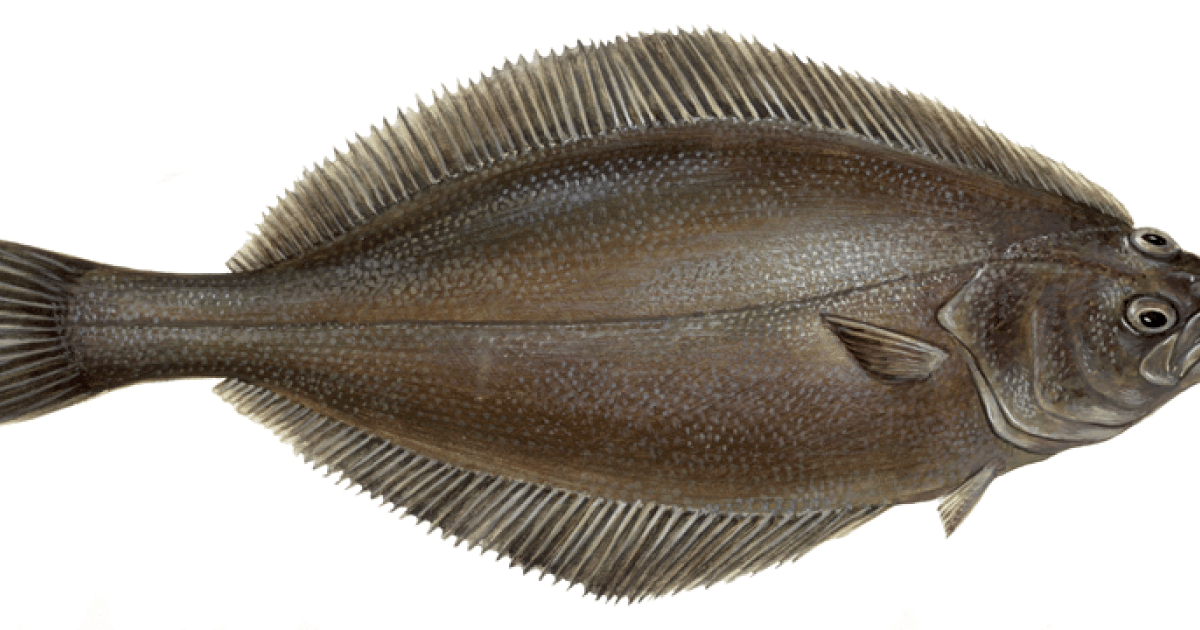 Flétan noir / du Groenland dans le guide d'achat WWF: Flétan noir / du ...