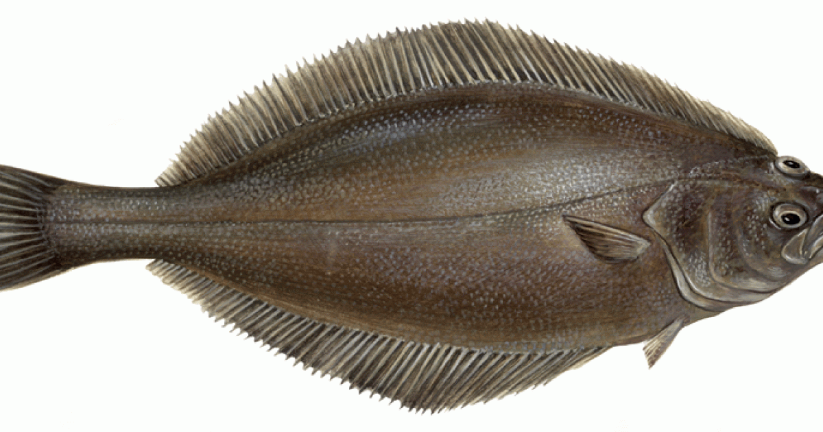 Heilbutt, Schwarzer im WWF Einkaufsratgeber: Stammt Heilbutt, Schwarzer ...