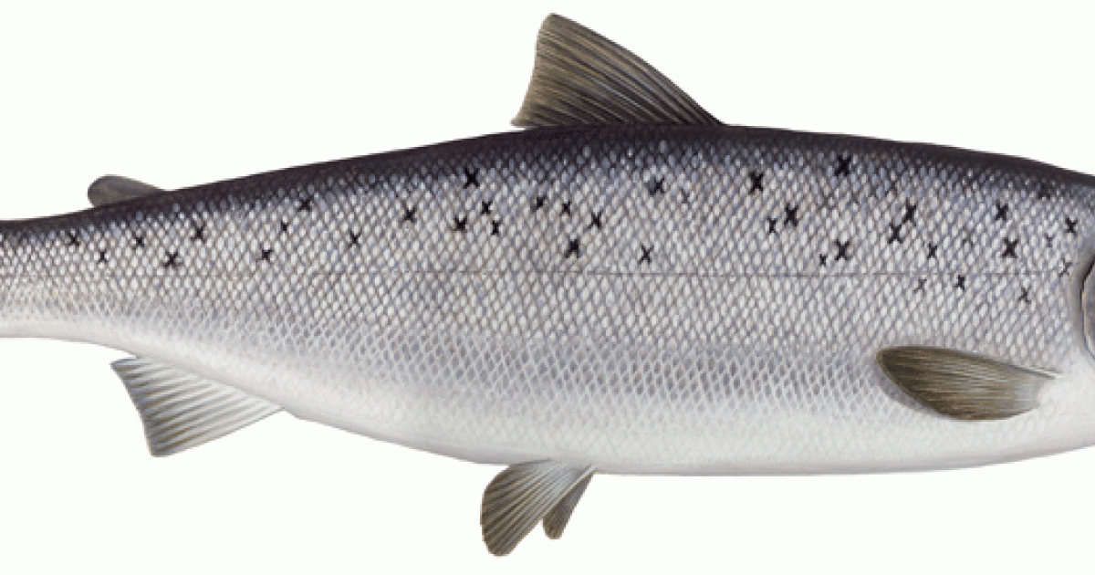 Saumon d'Atlantique dans le guide d'achat WWF: Saumon d'Atlantique de ...