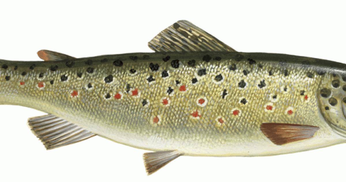 Meerforelle, Bachforelle, Seeforelle im WWF Einkaufsratgeber: Stammt ...