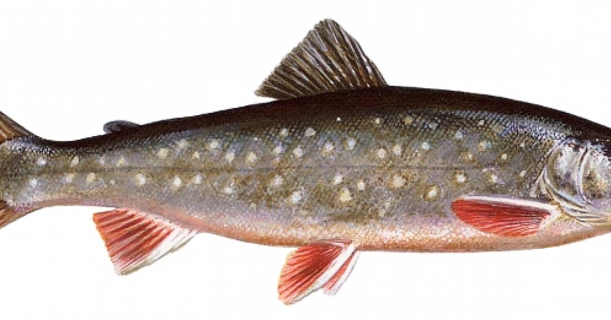 Saibling, Seesaibling, Bachsaibling im WWF Einkaufsratgeber: Stammt ...