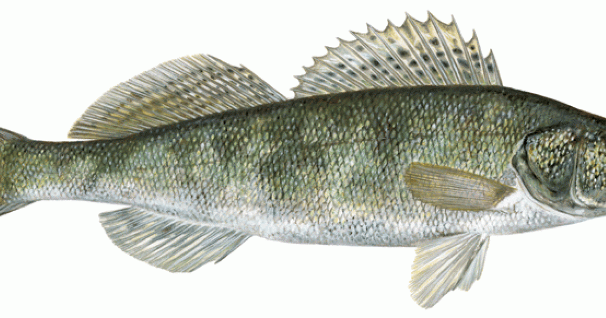 Zander im WWF Einkaufsratgeber: Stammt Zander aus nachhaltiger Quelle?