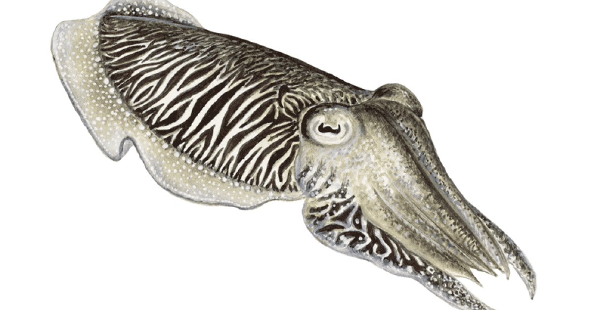 Tintenfisch, Sepia im WWF Einkaufsratgeber: Stammt Tintenfisch, Sepia ...