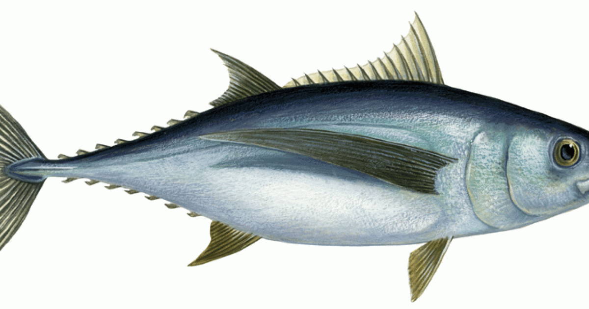 Thunfisch, Weisser Thun im WWF Einkaufsratgeber: Stammt Thunfisch ...
