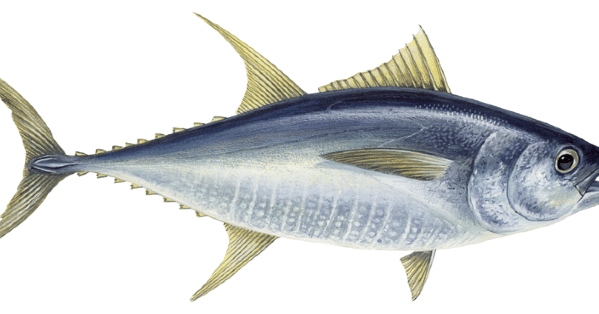 Tonno albacora, tonno pinna gialla nella Guida WWF. Tonno albacora ...
