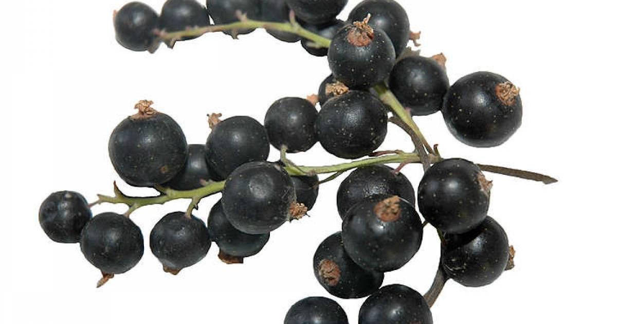 WWF Einkaufsratgeber: Hat Cassis gerade Saison?