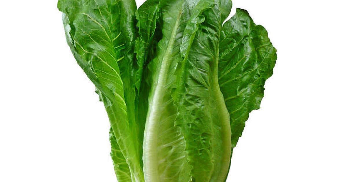 WWF Einkaufsratgeber: Hat Lattich gerade Saison?