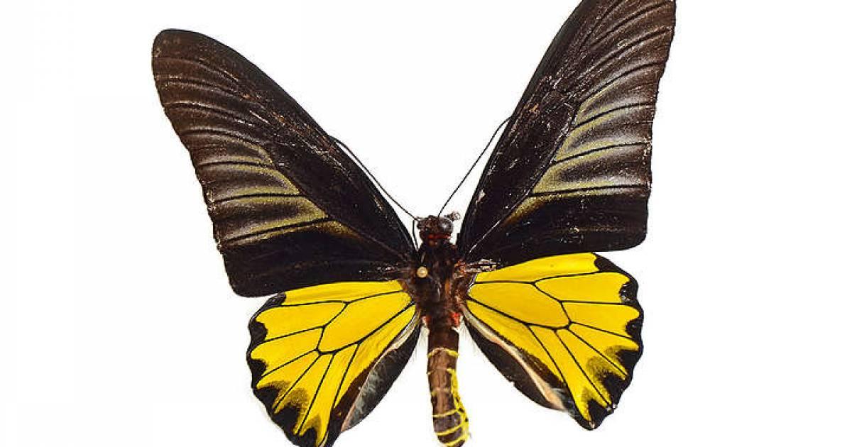 WWF Souvenir Ratgeber: Kann ich Schmetterlings-Präparate in die Schweiz ...