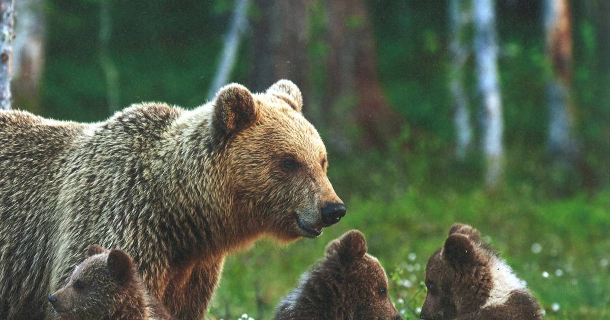 WWF Bilderset «Wildlife» | WWF-Shop